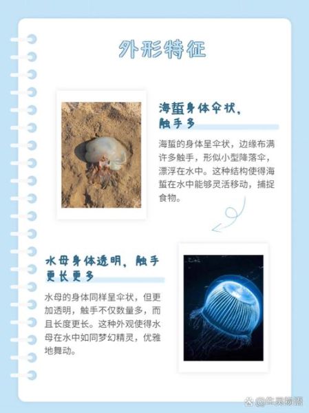 海蜇是动物还是植物_海蜇属于哪一类生物-第1张图片-山城妙识