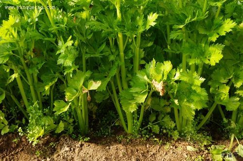 芹菜的拼音怎么拼_芹菜拼音声调是几声-第1张图片-山城妙识