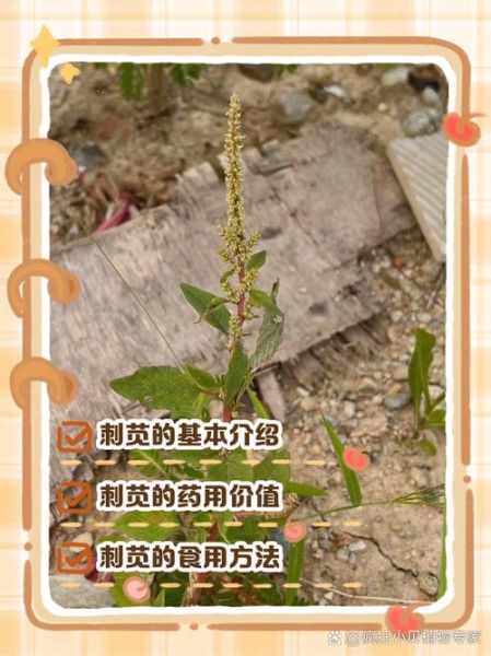 刺苋菜图片功效与作用_刺苋菜怎么吃最养生-第2张图片-山城妙识