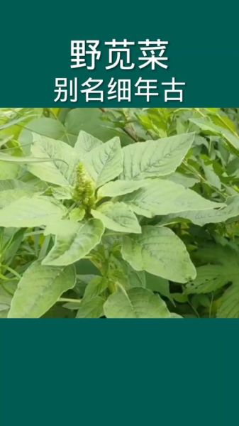 野苋菜的功效与作用_野苋菜图片长什么样-第3张图片-山城妙识 野苋菜的功效与作用_野苋菜图片长什么样-第3张图片-山城妙识