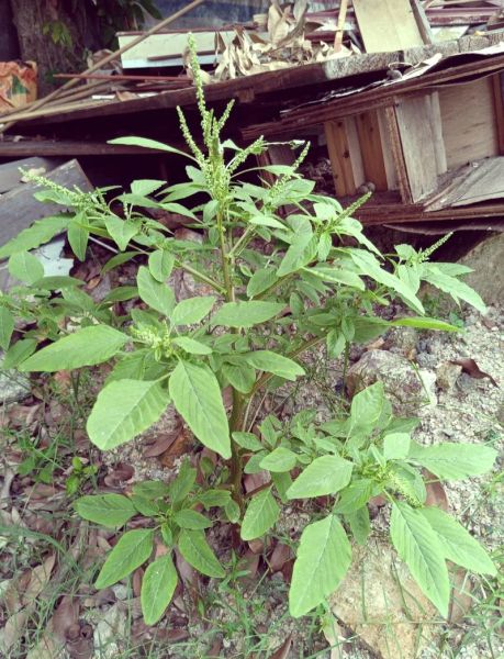 刺苋菜图片功效与作用_刺苋菜怎么吃最养生-第3张图片-山城妙识