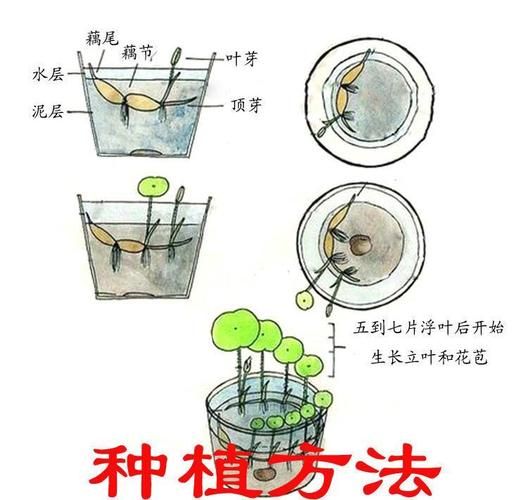 莲藕怎么种_莲藕种植方法-第2张图片-山城妙识 莲藕怎么种_莲藕种植方法-第2张图片-山城妙识
