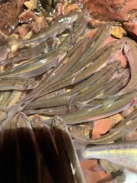 小溪石斑鱼怎么养_小溪石斑鱼吃什么-第3张图片-山城妙识