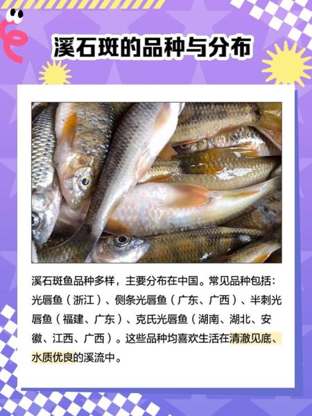 小溪石斑鱼怎么养_小溪石斑鱼吃什么-第1张图片-山城妙识