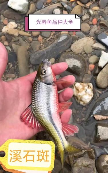 小溪石斑鱼怎么养_小溪石斑鱼吃什么-第2张图片-山城妙识