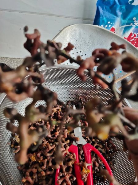 鸡爪梨泡酒怎么做_鸡爪梨泡酒的功效与禁忌-第2张图片-山城妙识