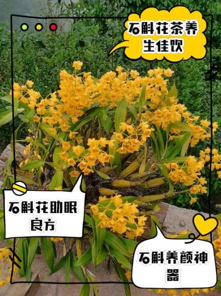 女人喝石斛泡水的好处_女人喝石斛泡水会上火吗-第1张图片-山城妙识