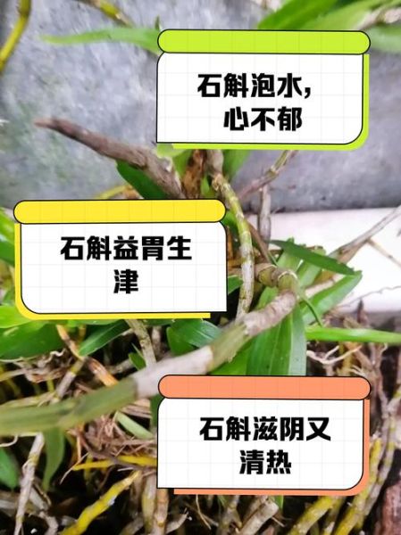 女人喝石斛泡水的好处_女人喝石斛泡水会上火吗-第2张图片-山城妙识