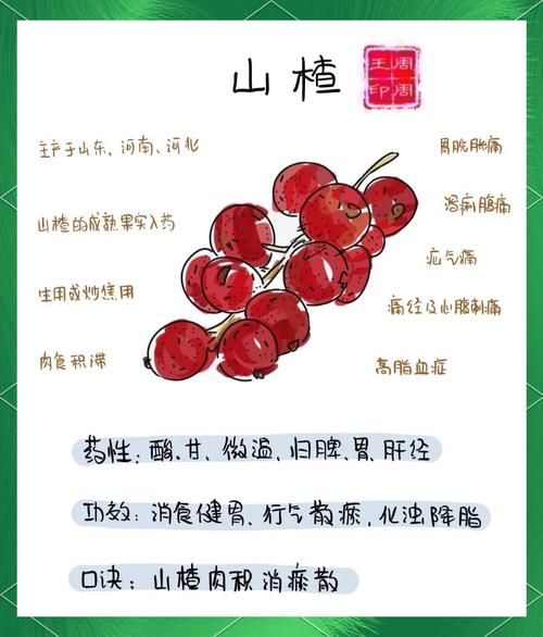 野山楂的功效与作用_野山楂怎么吃最好-第1张图片-山城妙识