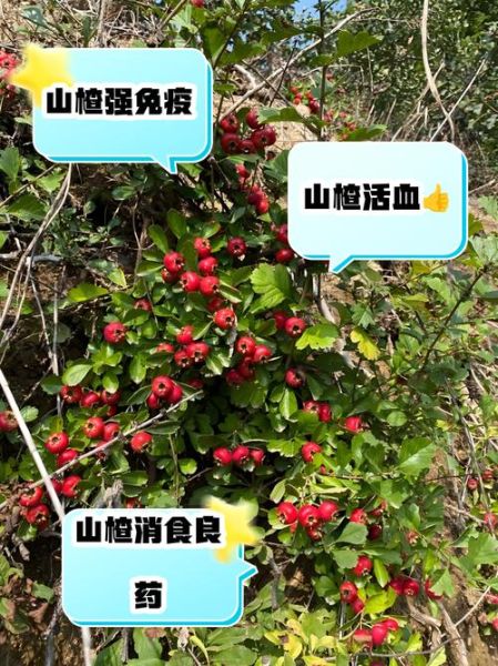 野山楂的功效与作用_野山楂怎么吃最好-第3张图片-山城妙识