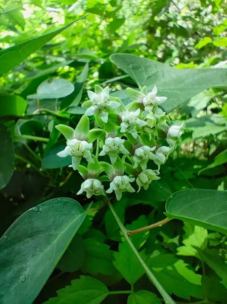 白首乌的功效与作用_白首乌怎么吃最好-第1张图片-山城妙识