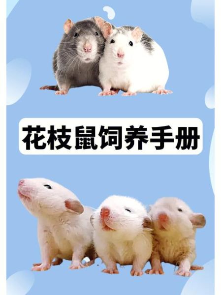 花枝鼠怎么养_花枝鼠饲养注意事项-第3张图片-山城妙识