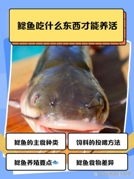 野生鲶鱼怎么做才好吃_野生鲶鱼的家常做法-第3张图片-山城妙识