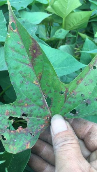 红薯黑斑病图片_如何识别与防治-第3张图片-山城妙识