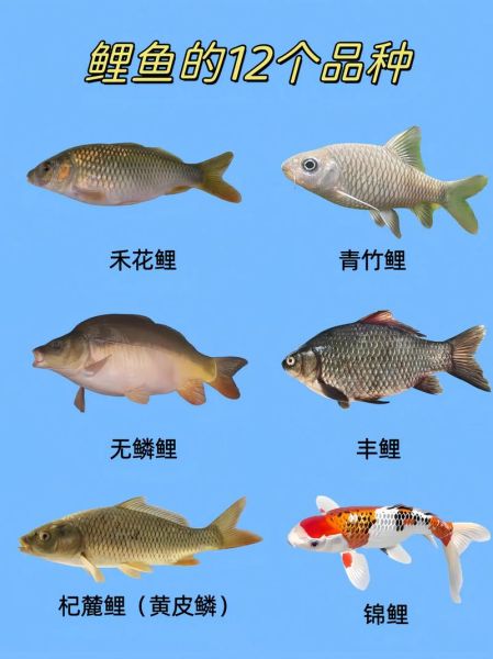 鲤鱼长什么样子_如何分辨鲤鱼真假-第3张图片-山城妙识 鲤鱼长什么样子_如何分辨鲤鱼真假-第3张图片-山城妙识