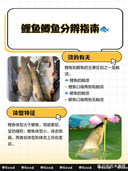 鲤鱼长什么样子_如何分辨鲤鱼真假-第2张图片-山城妙识 鲤鱼长什么样子_如何分辨鲤鱼真假-第2张图片-山城妙识