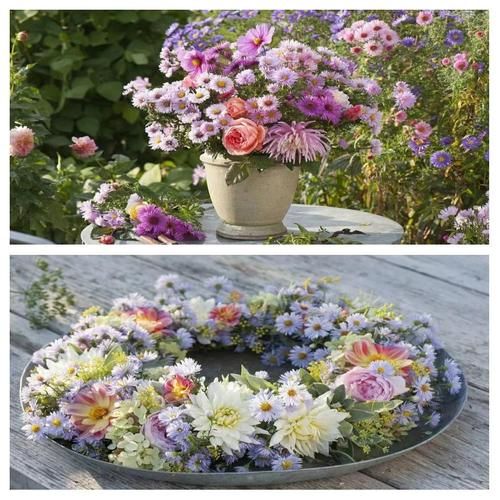 荷兰菊怎么养_荷兰菊耐寒吗-第1张图片-山城妙识