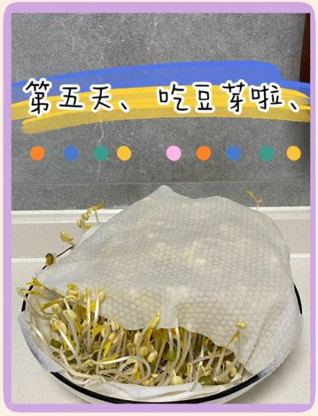 绿豆芽怎么发_自制绿豆芽详细步骤-第1张图片-山城妙识