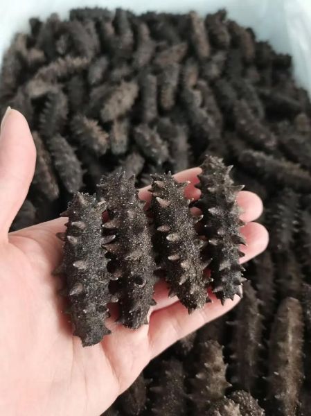 长岛海参60头一斤价格_多少钱一斤-第1张图片-山城妙识 长岛海参60头一斤价格_多少钱一斤-第1张图片-山城妙识