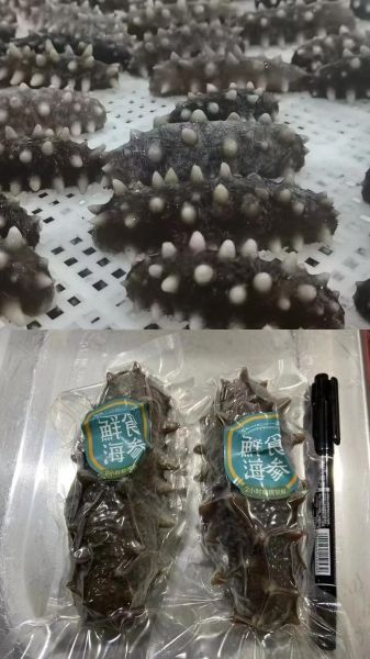 长岛海参60头一斤价格_多少钱一斤-第3张图片-山城妙识 长岛海参60头一斤价格_多少钱一斤-第3张图片-山城妙识