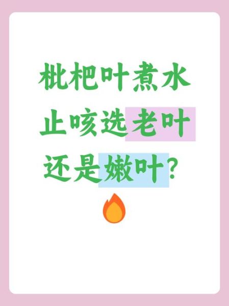 枇杷叶煮水止咳用老叶还是嫩叶_老叶和嫩叶哪个止咳更好-第1张图片-山城妙识 枇杷叶煮水止咳用老叶还是嫩叶_老叶和嫩叶哪个止咳更好-第1张图片-山城妙识