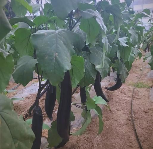 茄子图片大全_茄子品种有哪些-第3张图片-山城妙识 茄子图片大全_茄子品种有哪些-第3张图片-山城妙识