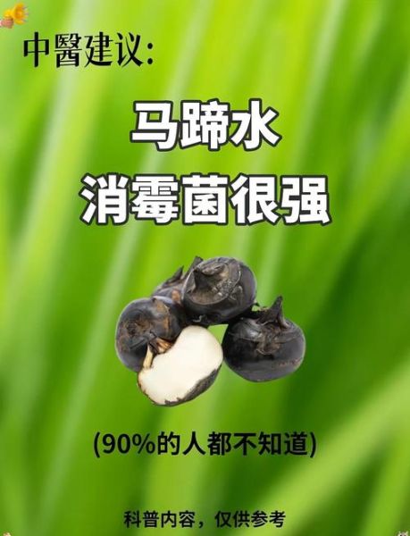 马蹄水可以天天喝吗_马蹄水的功效与作用-第1张图片-山城妙识 马蹄水可以天天喝吗_马蹄水的功效与作用-第1张图片-山城妙识