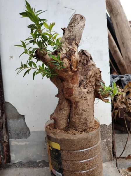 水杨梅的功效与作用_水杨梅怎么吃效果最好-第3张图片-山城妙识 水杨梅的功效与作用_水杨梅怎么吃效果最好-第3张图片-山城妙识