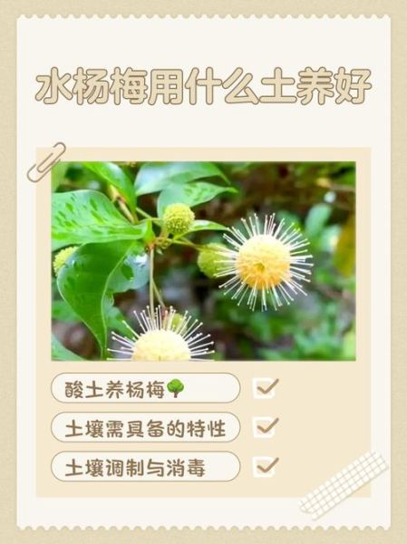 水杨梅的功效与作用_水杨梅怎么吃效果最好-第2张图片-山城妙识 水杨梅的功效与作用_水杨梅怎么吃效果最好-第2张图片-山城妙识