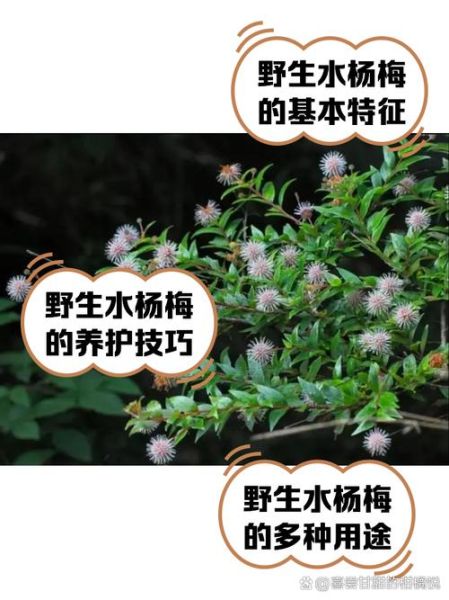 水杨梅的功效与作用_水杨梅怎么吃效果最好-第1张图片-山城妙识 水杨梅的功效与作用_水杨梅怎么吃效果最好-第1张图片-山城妙识