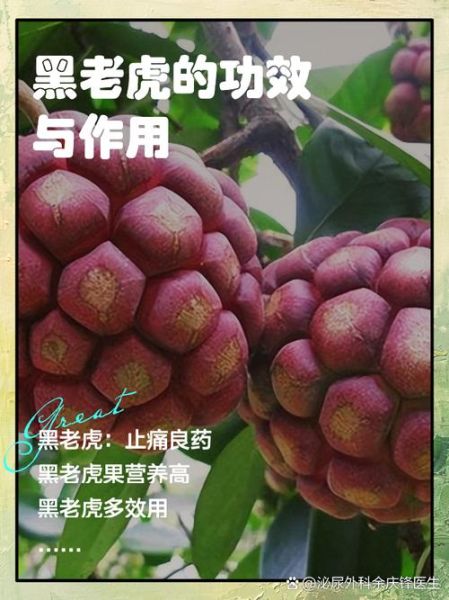 黑老虎的功效与作用_黑老虎怎么吃效果最好-第1张图片-山城妙识