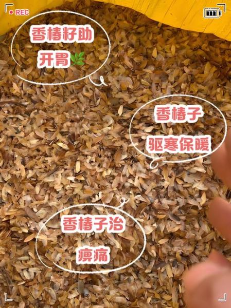 香椿子副作用有哪些_香椿子禁忌人群-第1张图片-山城妙识