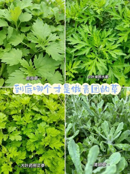 青蒿是艾草吗_青蒿与艾草的区别-第3张图片-山城妙识