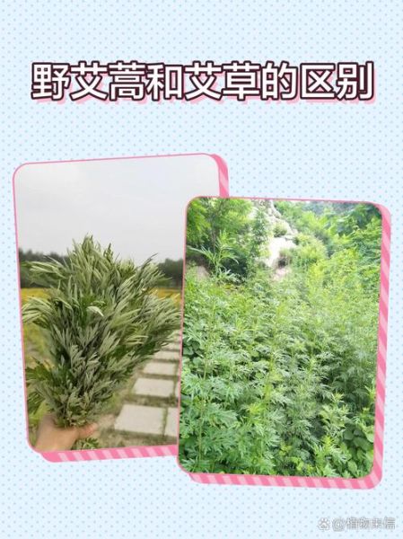 青蒿是艾草吗_青蒿与艾草的区别-第2张图片-山城妙识