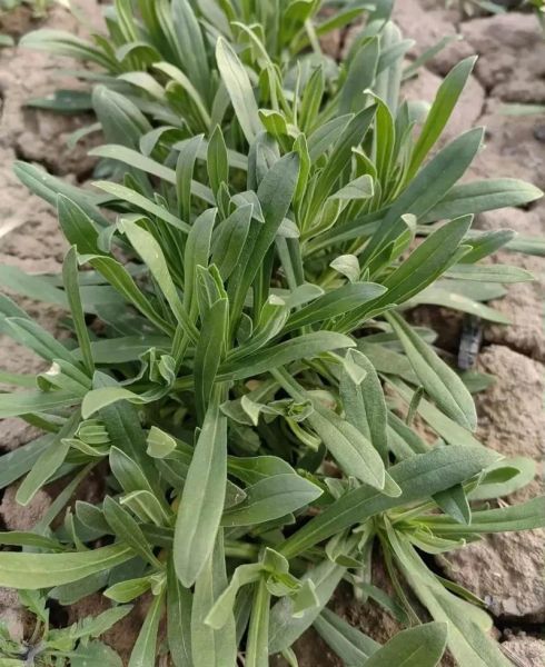 面条菜图片学名是什么_面条菜和麦瓶草区别-第1张图片-山城妙识 面条菜图片学名是什么_面条菜和麦瓶草区别-第1张图片-山城妙识