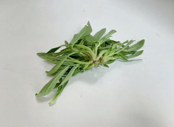 面条菜图片学名是什么_面条菜和麦瓶草区别-第2张图片-山城妙识 面条菜图片学名是什么_面条菜和麦瓶草区别-第2张图片-山城妙识