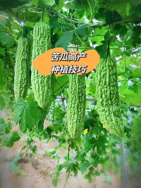 中国苦瓜之乡在哪里_苦瓜产地哪个最好-第1张图片-山城妙识 中国苦瓜之乡在哪里_苦瓜产地哪个最好-第1张图片-山城妙识