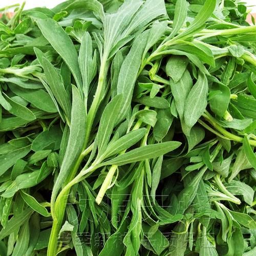 面条菜图片学名是什么_面条菜和麦瓶草区别-第3张图片-山城妙识 面条菜图片学名是什么_面条菜和麦瓶草区别-第3张图片-山城妙识