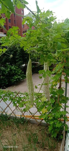 中国苦瓜之乡在哪里_苦瓜产地哪个最好-第2张图片-山城妙识 中国苦瓜之乡在哪里_苦瓜产地哪个最好-第2张图片-山城妙识