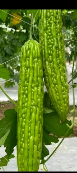 中国苦瓜之乡在哪里_苦瓜产地哪个最好-第3张图片-山城妙识 中国苦瓜之乡在哪里_苦瓜产地哪个最好-第3张图片-山城妙识