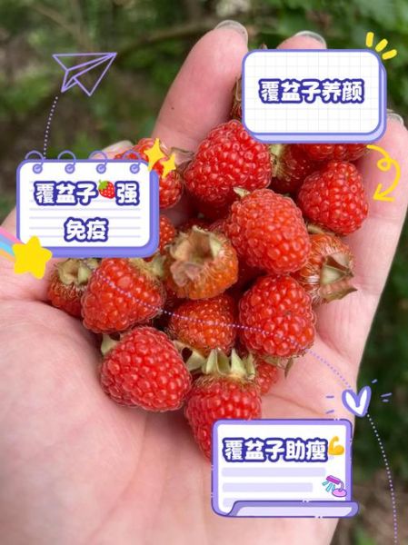 覆盆子对女性子宫的功效_覆盆子能调理子宫吗-第3张图片-山城妙识 覆盆子对女性子宫的功效_覆盆子能调理子宫吗-第3张图片-山城妙识