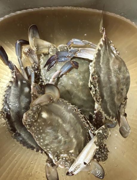 海螃蟹怎么做好吃_清蒸海蟹的正确做法-第3张图片-山城妙识