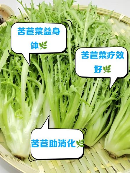 苦苣菜生吃还是焯水_哪个更健康-第2张图片-山城妙识 苦苣菜生吃还是焯水_哪个更健康-第2张图片-山城妙识