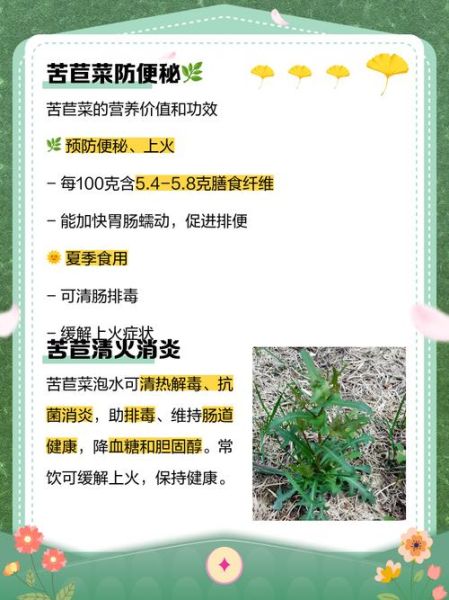 苦苣菜生吃还是焯水_哪个更健康-第1张图片-山城妙识 苦苣菜生吃还是焯水_哪个更健康-第1张图片-山城妙识