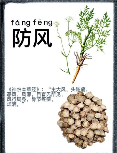 防风的功效与作用及用量_防风一天吃多少克-第2张图片-山城妙识 防风的功效与作用及用量_防风一天吃多少克-第2张图片-山城妙识