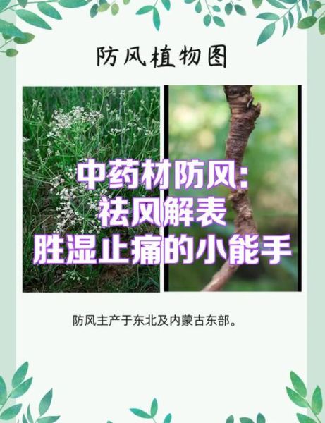 防风的功效与作用及用量_防风一天吃多少克-第3张图片-山城妙识 防风的功效与作用及用量_防风一天吃多少克-第3张图片-山城妙识