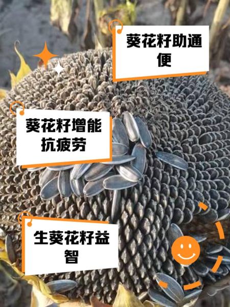 长期吃葵花籽的害处_葵花籽吃多了有什么坏处-第3张图片-山城妙识 长期吃葵花籽的害处_葵花籽吃多了有什么坏处-第3张图片-山城妙识