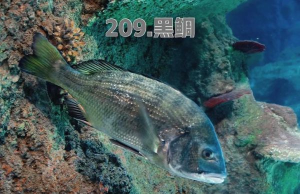 黑鲷鱼多少钱一斤2021_2021年黑鲷鱼价格走势-第1张图片-山城妙识 黑鲷鱼多少钱一斤2021_2021年黑鲷鱼价格走势-第1张图片-山城妙识