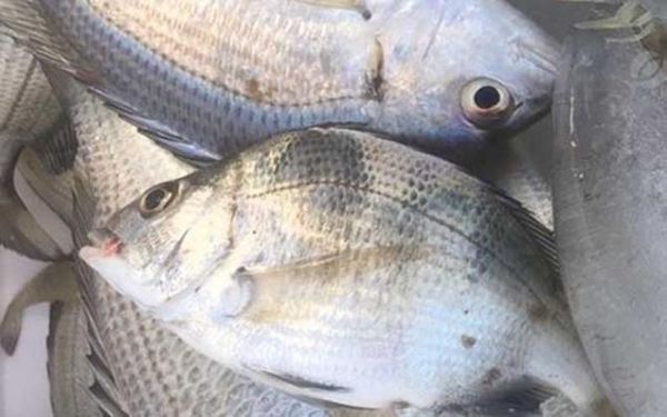 黑鲷鱼多少钱一斤2021_2021年黑鲷鱼价格走势-第2张图片-山城妙识 黑鲷鱼多少钱一斤2021_2021年黑鲷鱼价格走势-第2张图片-山城妙识