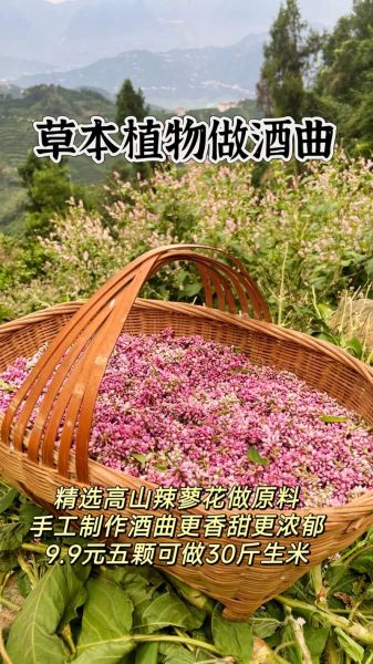 酒曲的制作方法视频_酒曲怎么做最正宗-第1张图片-山城妙识